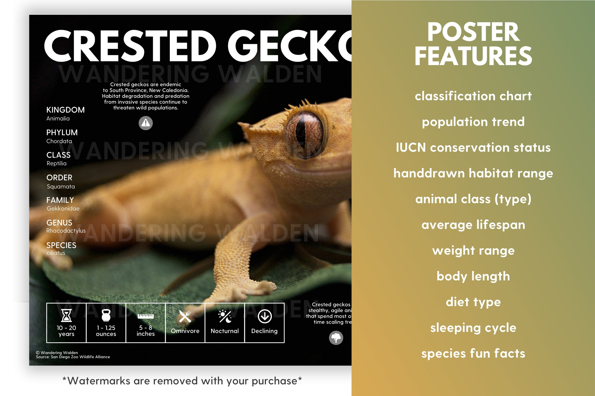 Crested Gecko Poster Modern Wildlife Animal Infographic - Etsy