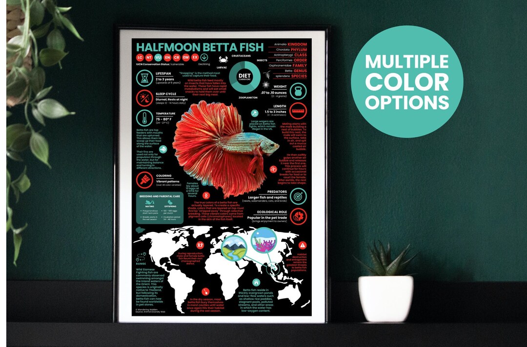 Betta Fish Poster | Wildlife Animal Infographic | Conservation ...
