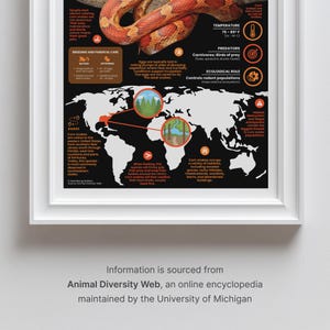 Corn Snake Poster | 11" X 17" Animal Infographic Print - Etsy