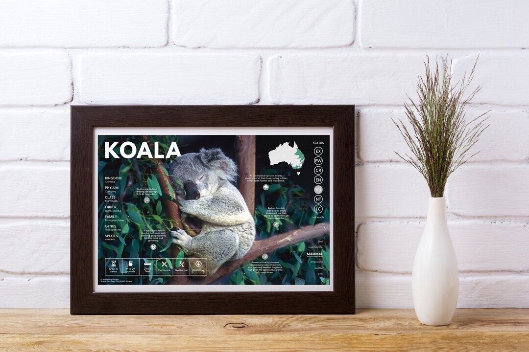 Koala Poster | Modern Wildlife Animal Infographic Print | Conservation ...
