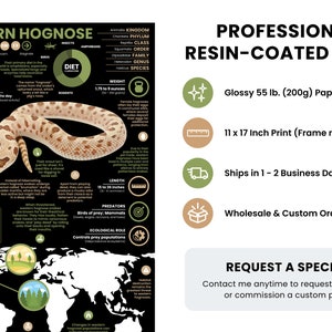 Western Hognose Poster Snake Infographic Conservation Education 11 X 17 ...