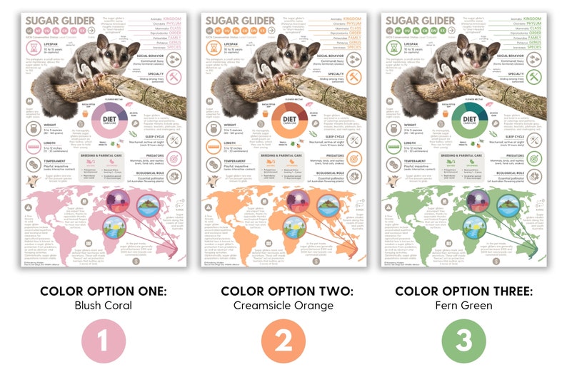 Sugar Glider Poster | Wildlife Animal Infographic Print | Conservation ...