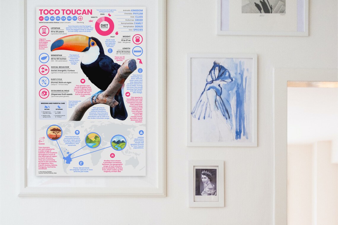 Toco Toucan Poster | Toucan Animal Infographic | Conservation Education ...
