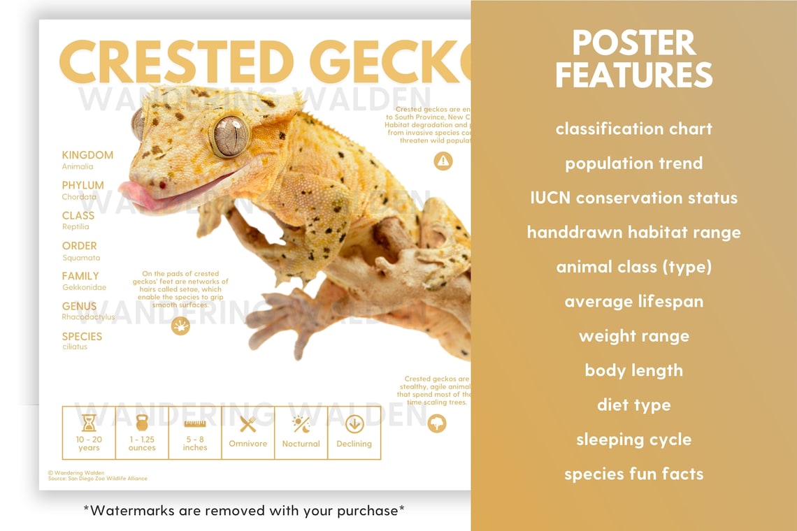 Crested Gecko Poster | Modern Wildlife Animal Infographic Print ...