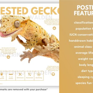 Crested Gecko Poster | Modern Wildlife Animal Infographic Print ...
