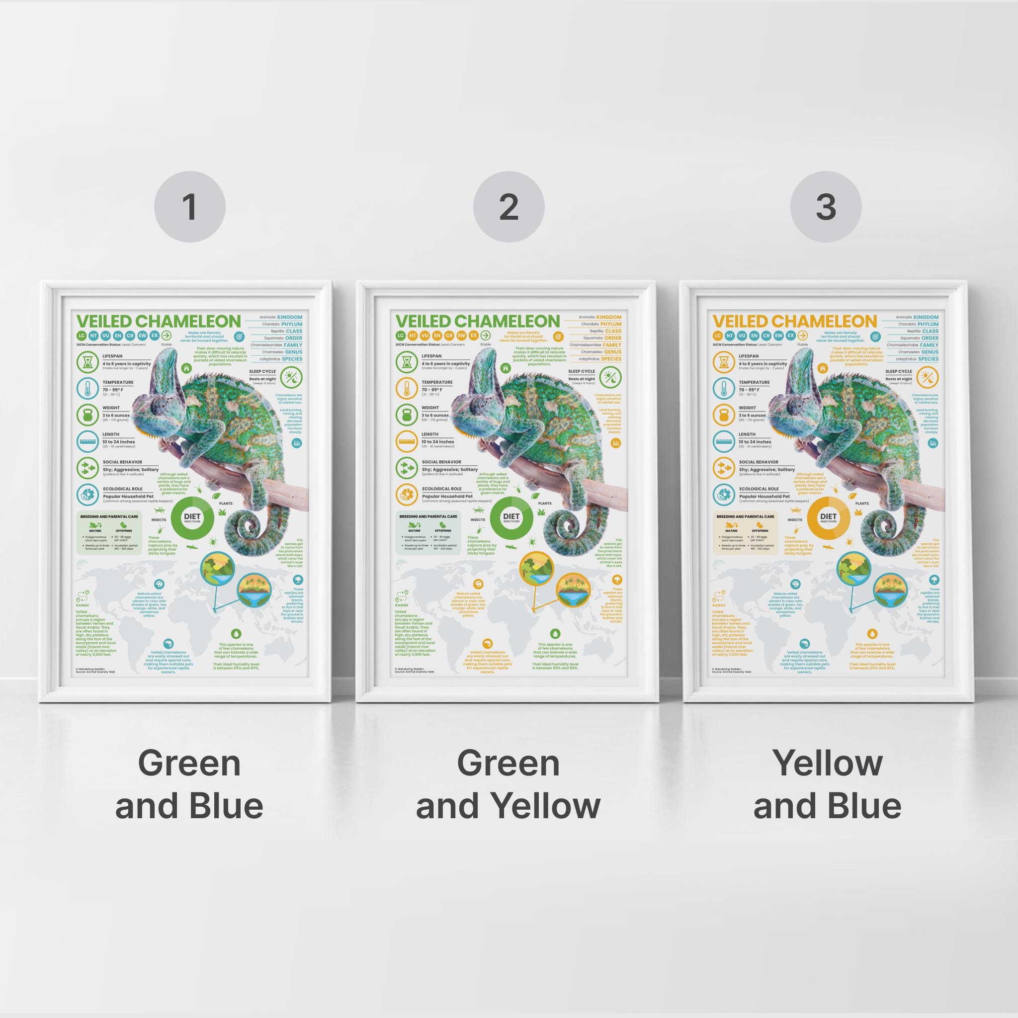 Veiled Chameleon Poster | 11" X 17" Animal Infographic Print - Etsy