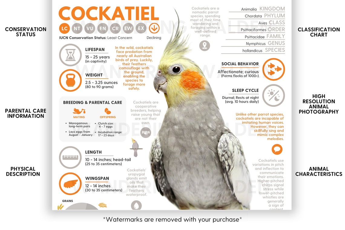 Cockatiel Poster Parrot Print Wildlife Animal Infographic | Etsy
