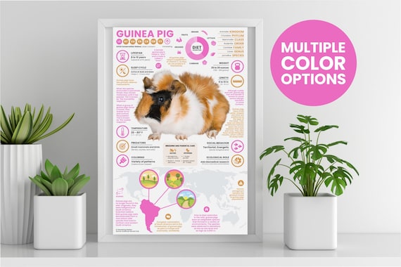 Guinea Pig Poster Animal Infographic Conservation - Etsy