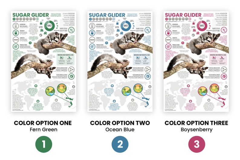 Sugar Glider Poster Animal Infographic Conservation - Etsy
