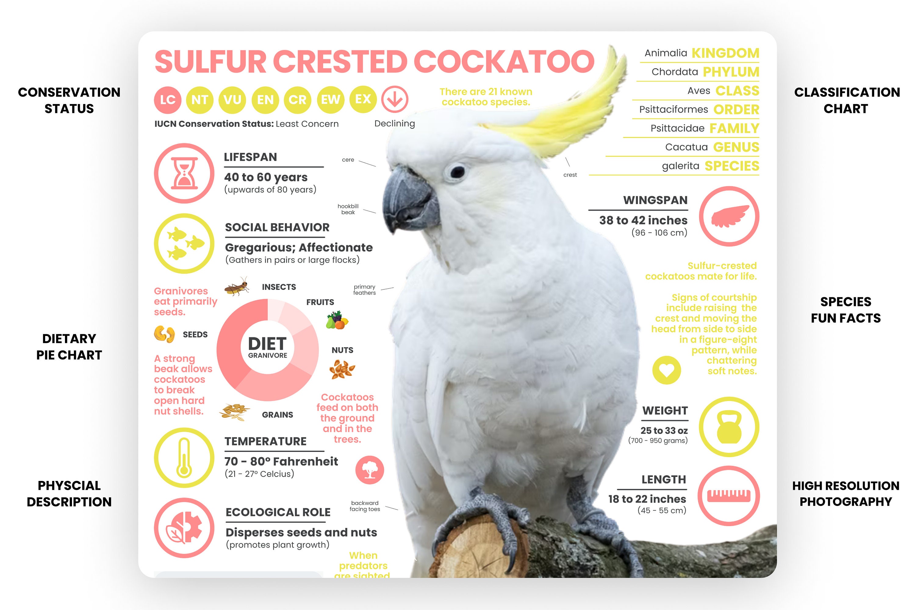 Sulfur Crested Cockatoo Behavior