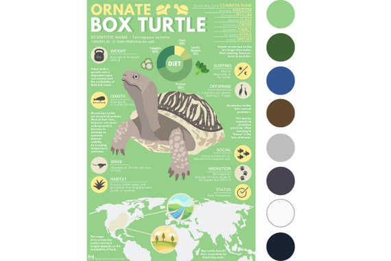 Ornate Box Turtle Print Exotic Animal Infographic Poster Ft. | Etsy