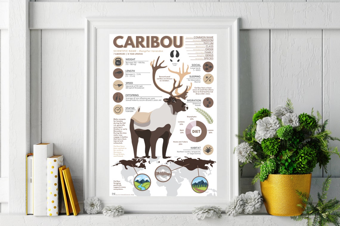 Caribou reindeer Print Exotic Animal Infographic Poster - Etsy