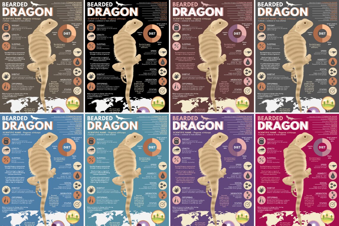 Bearded Dragon Print Animal Infographic Poster Ft. Original - Etsy