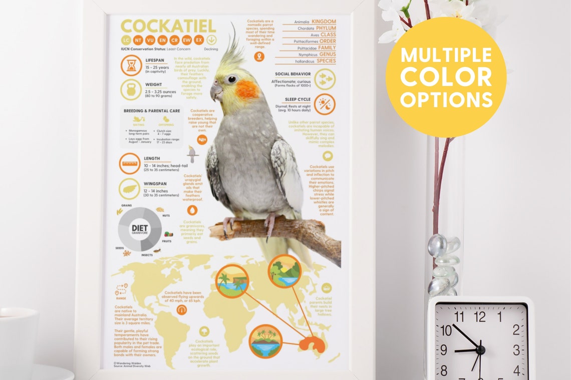 Cockatiel Poster Parrot Print Wildlife Animal Infographic | Etsy