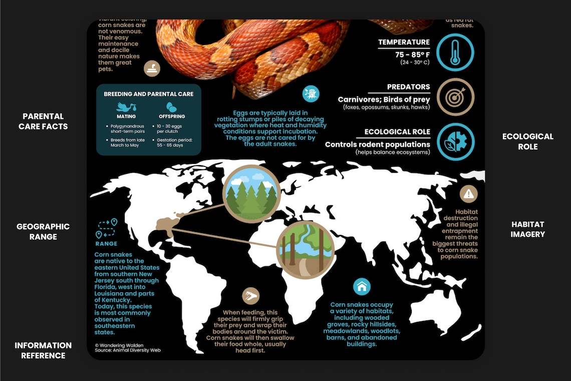 Corn Snake Poster Reptile Infographic Conservation - Etsy
