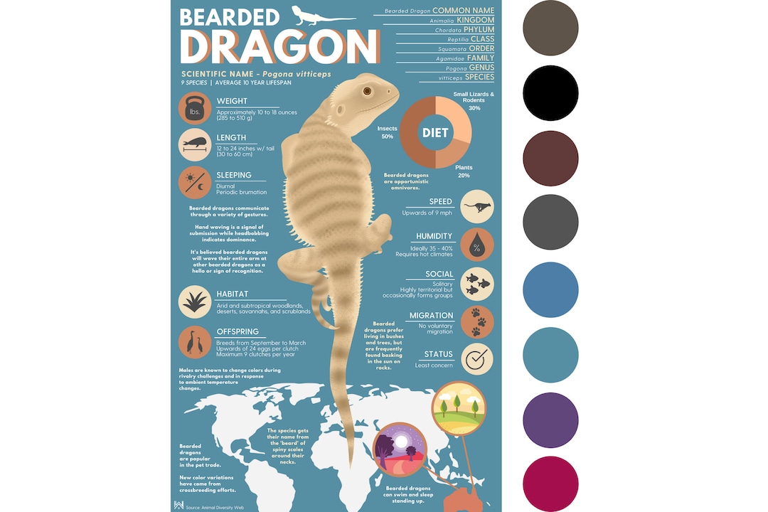 Bearded Dragon Print | Animal Infographic Poster Ft. Original Digital ...