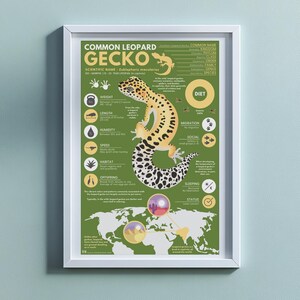 Leopard Gecko Poster | 11" X 17" Animal Infographic Print - Etsy