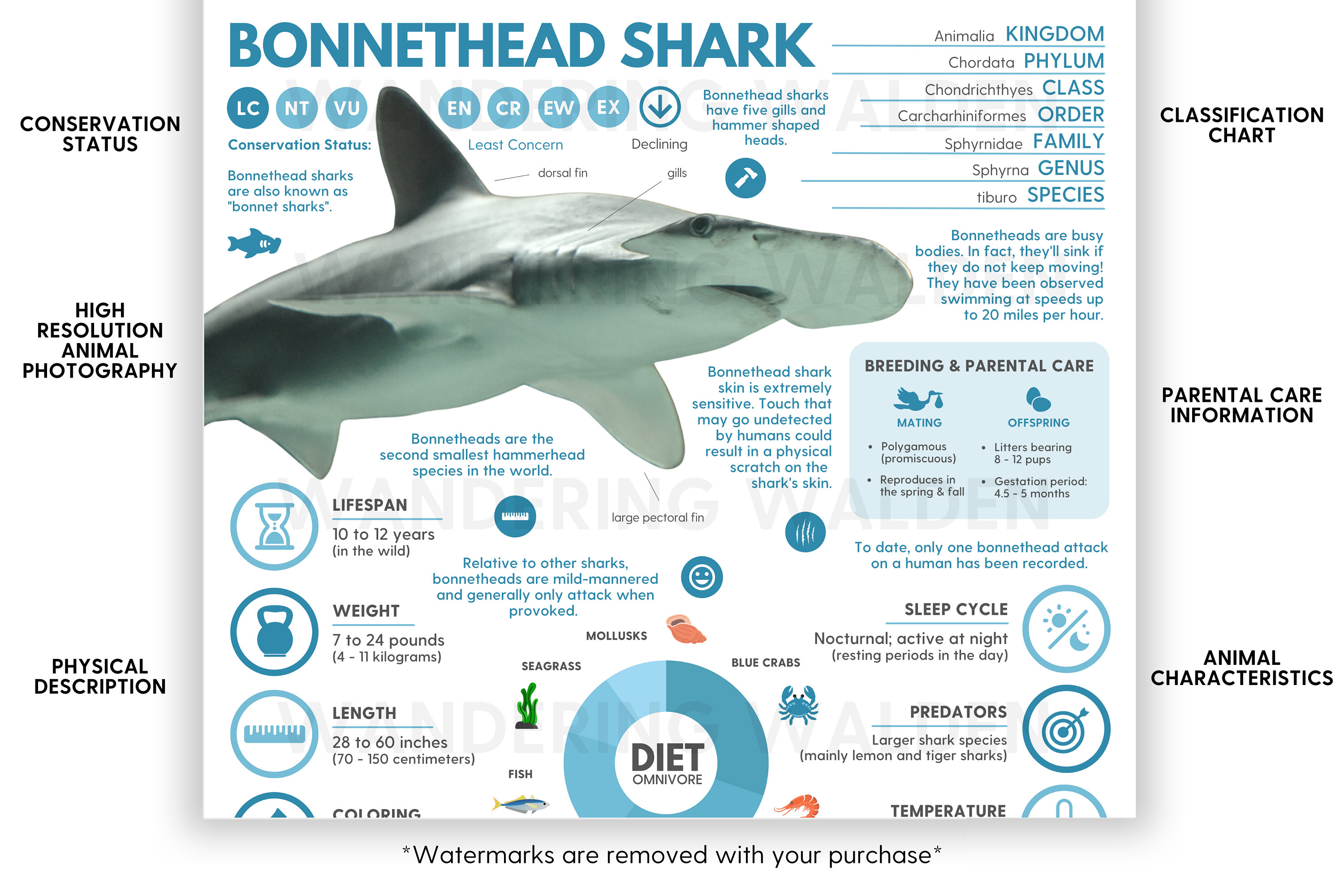 Bonnethead Shark Vs Hammerhead