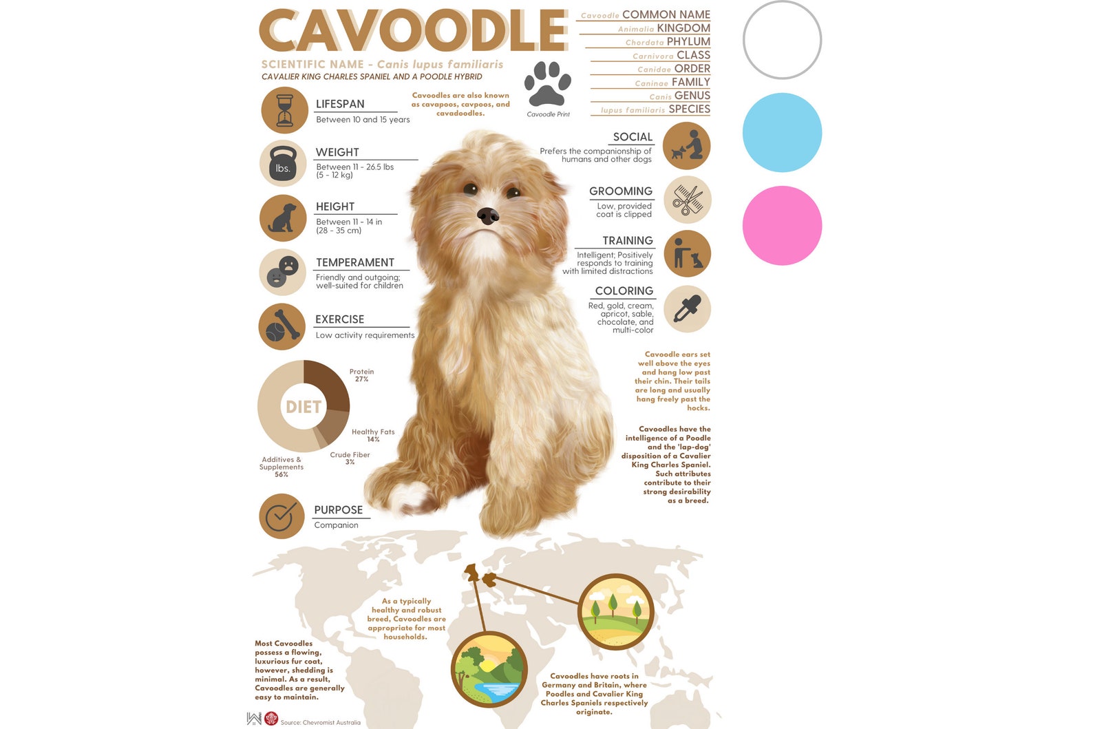 Cavoodle cavapoo Print Dog Infographic Poster Ft. Original | Etsy