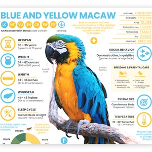 Blue and Yellow Macaw Poster | Parrot Print | Wildlife Animal ...