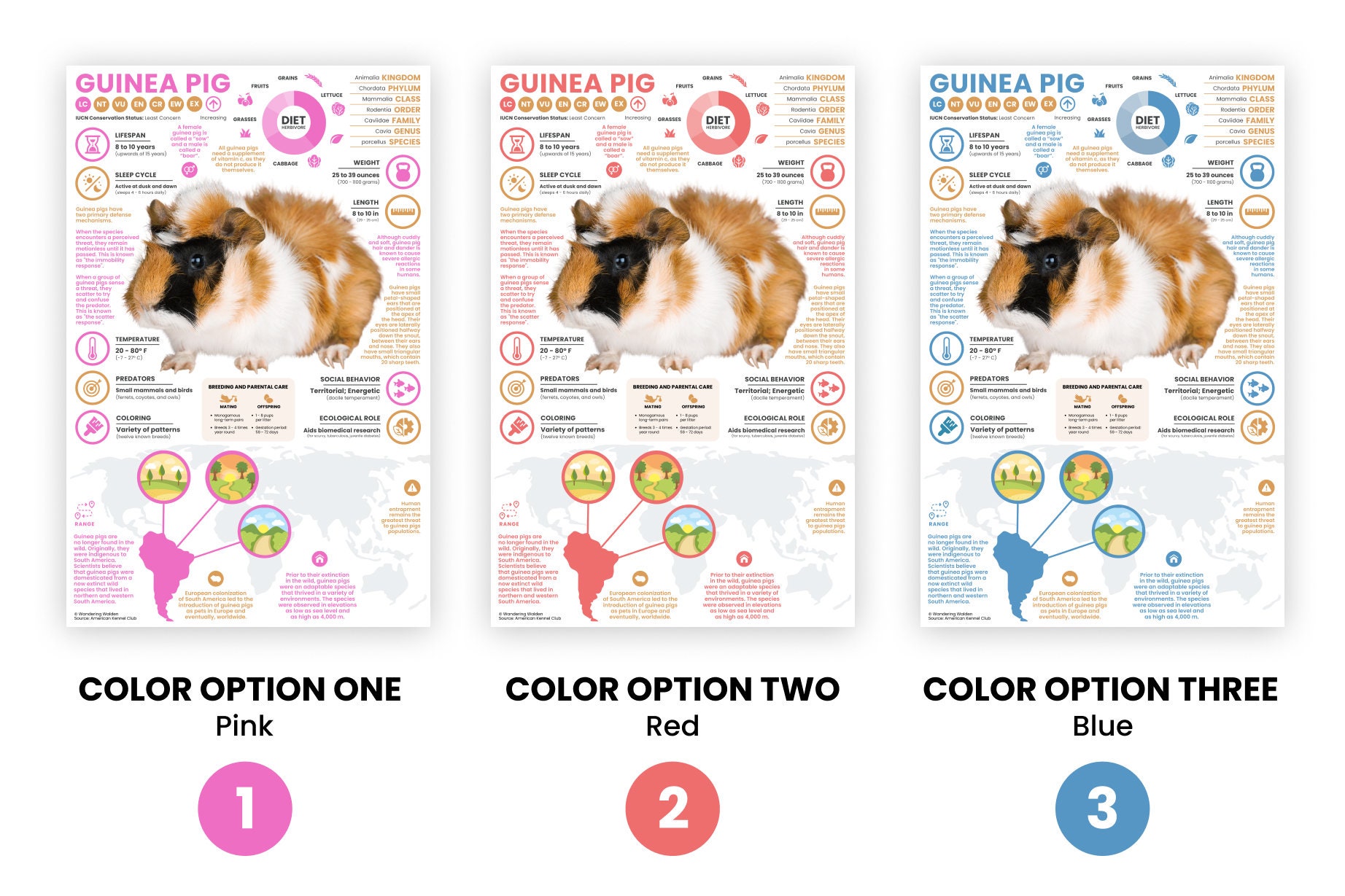 Guinea Pig Poster Animal Infographic Conservation - Etsy