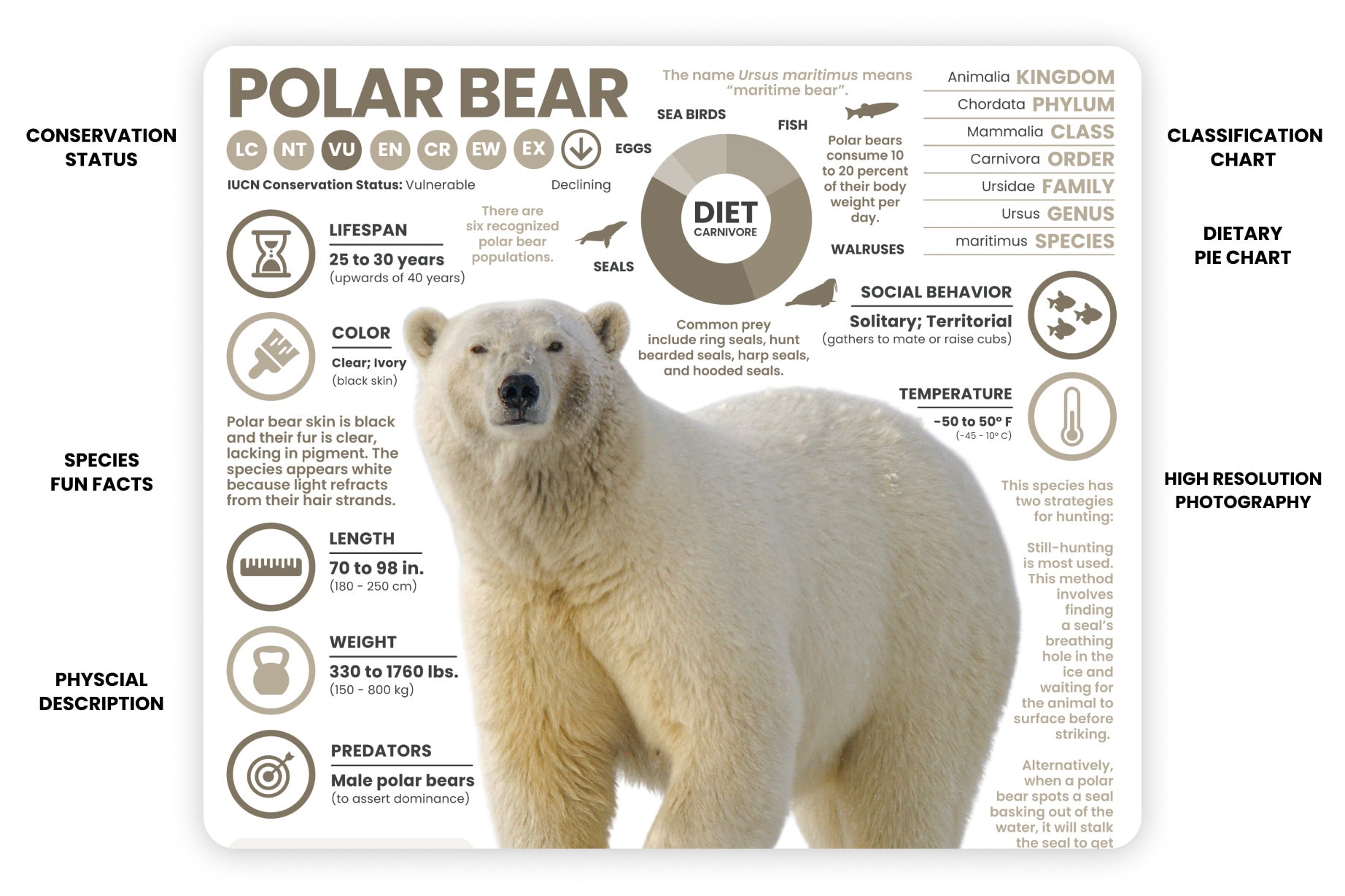 Bear Carnivora Chart