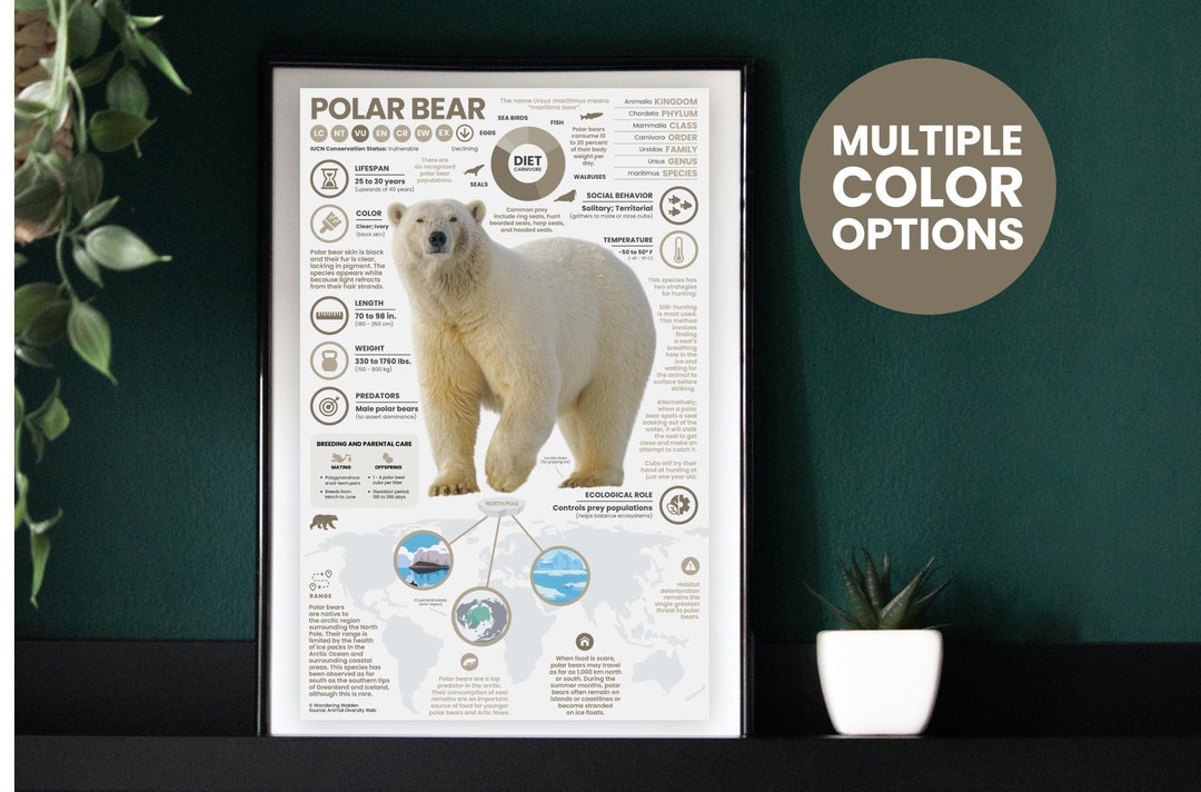 Polar Bear Poster | Animal Infographic | Conservation Education (11" X ...