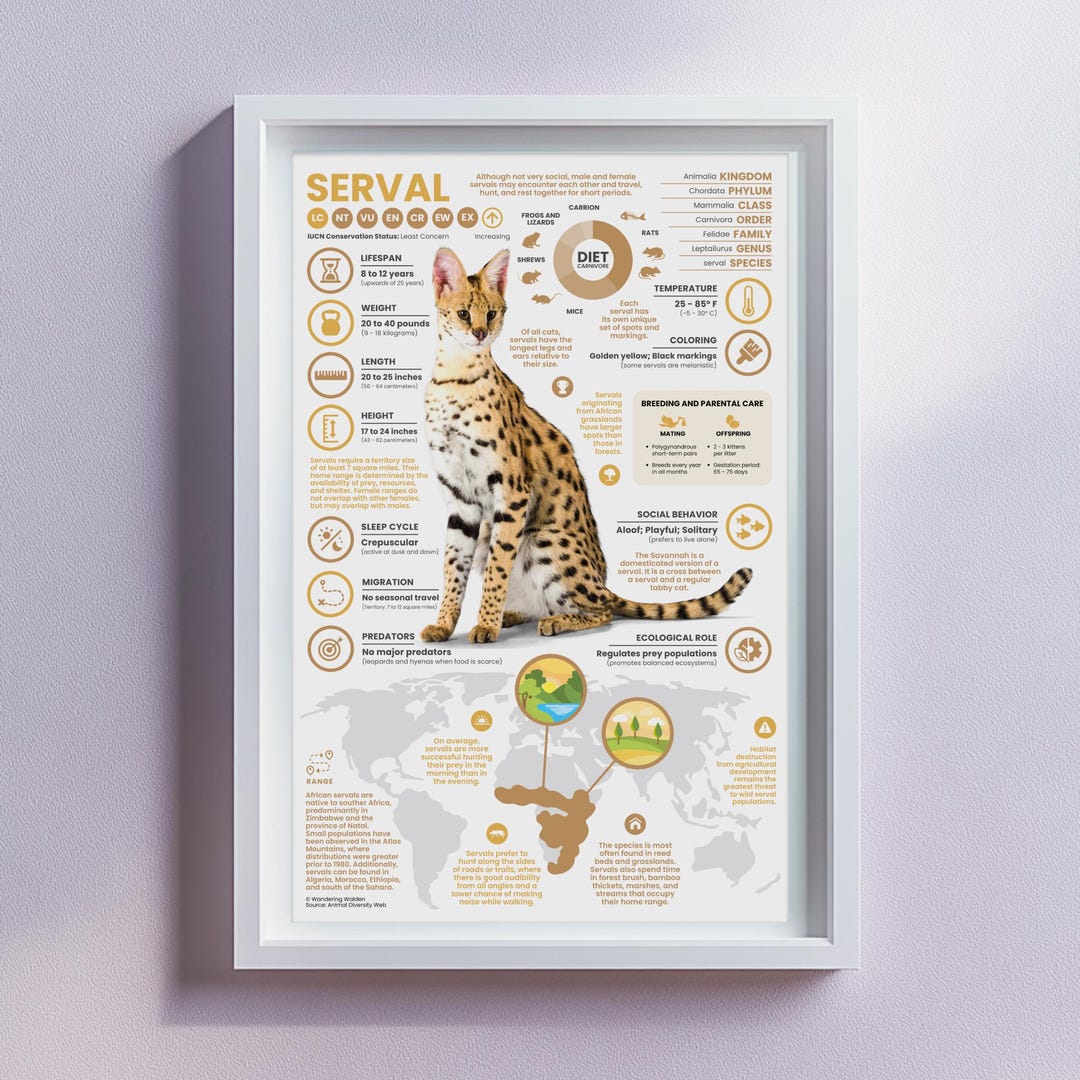 Serval Poster | 11" X 17" Animal Infographic Print - Etsy