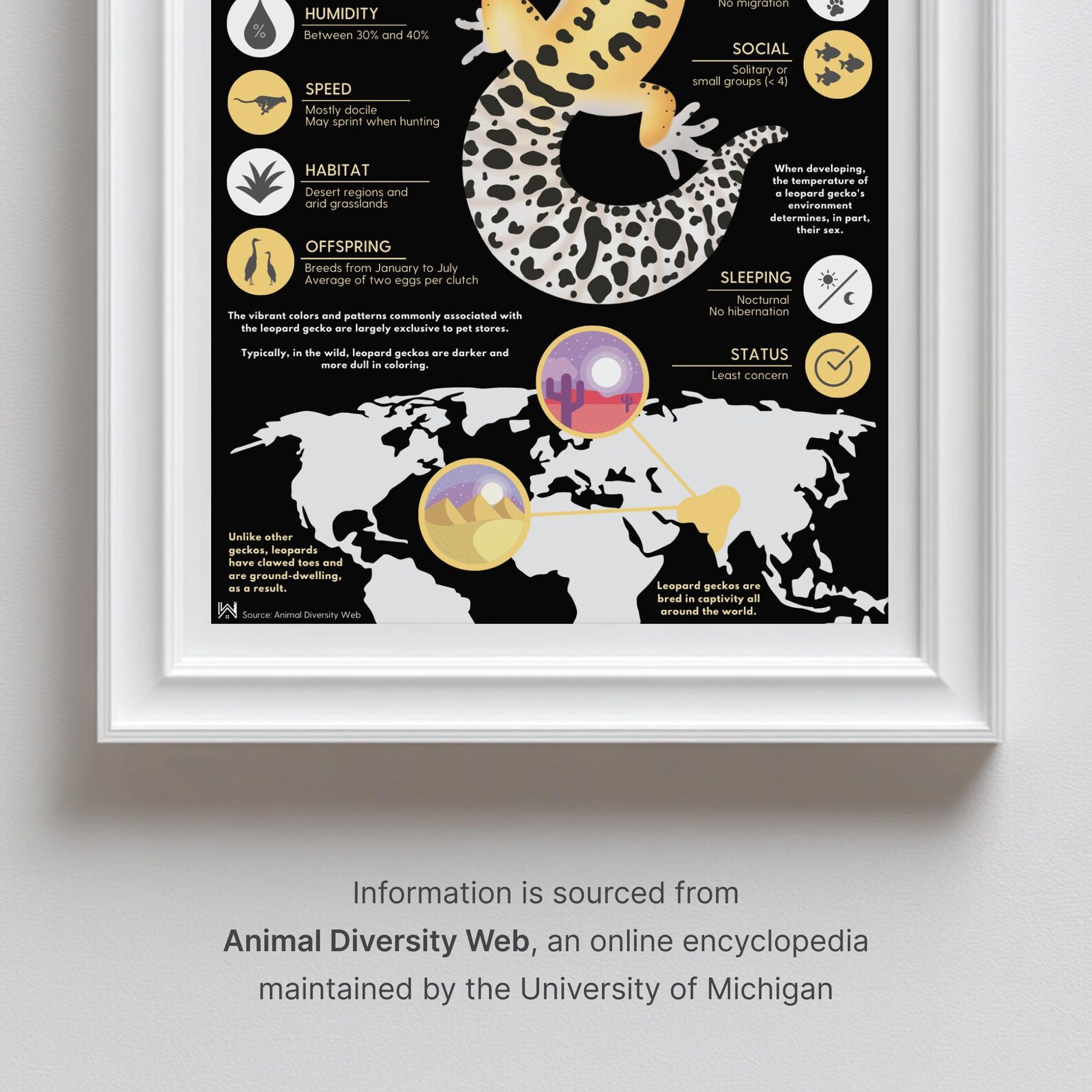 Leopard Gecko Poster | 11" X 17" Animal Infographic Print - Etsy