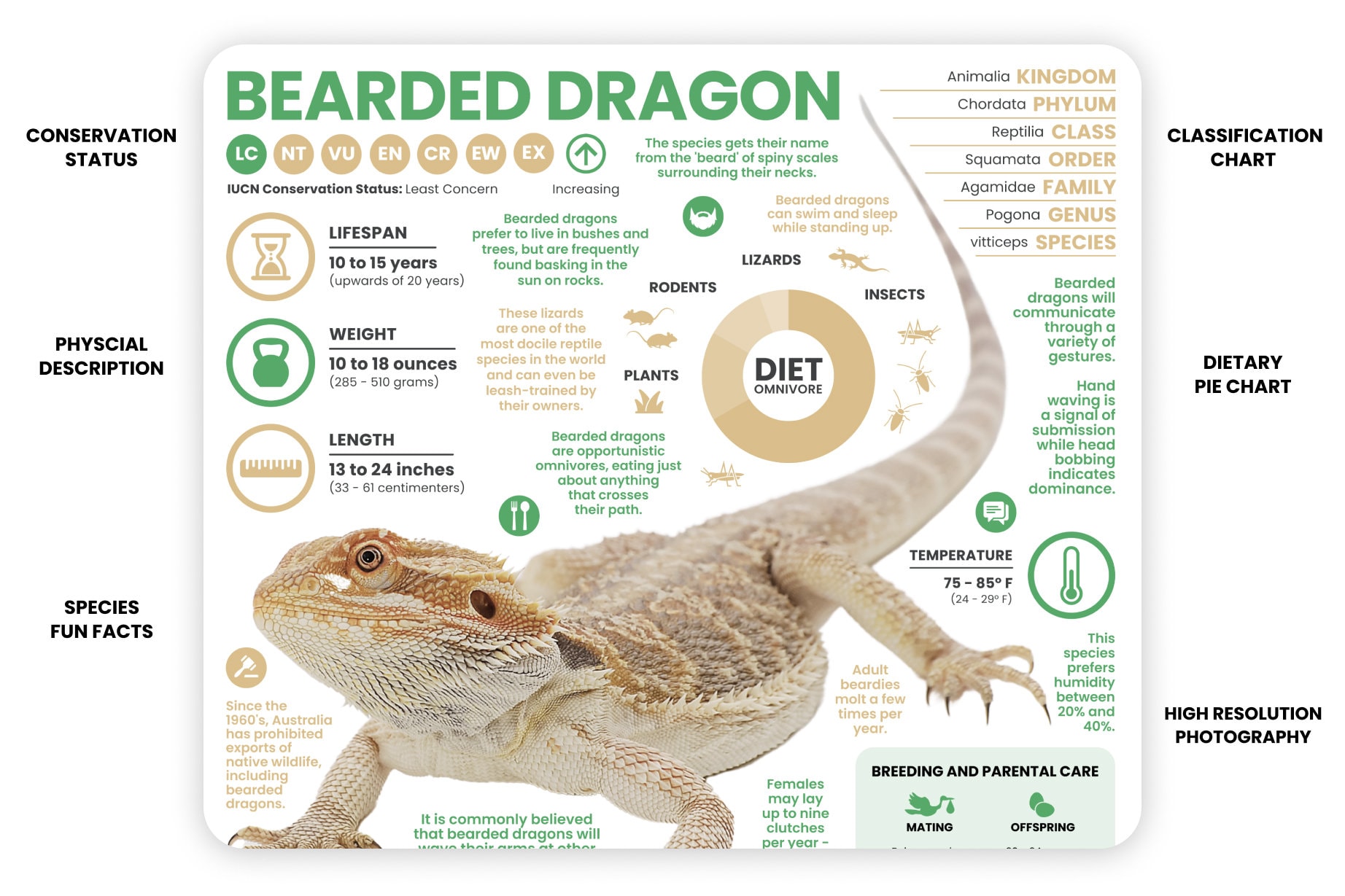 Bearded Dragon Poster Reptile Print Wildlife Animal - Etsy