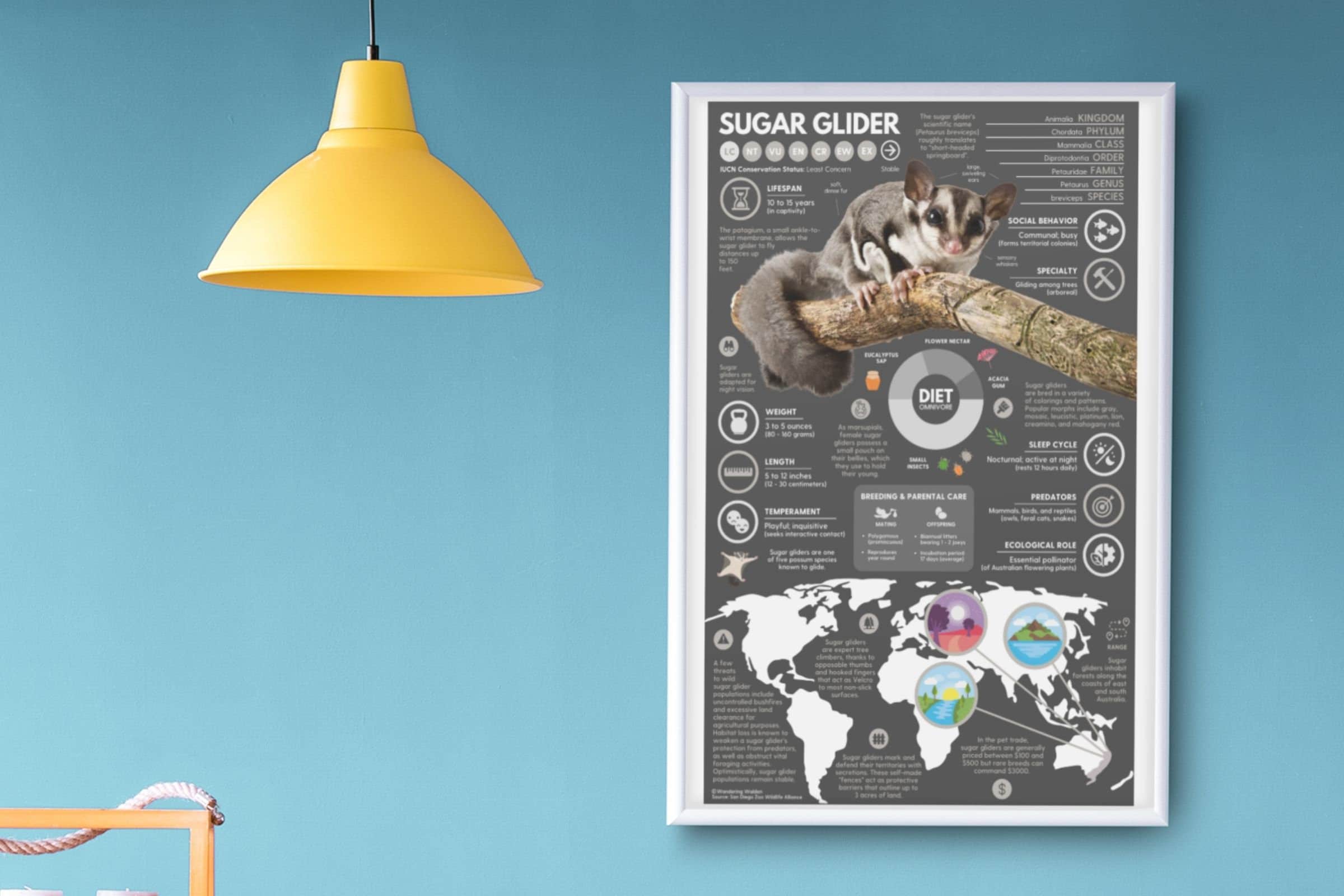 Sugar Glider Poster | Wildlife Animal Infographic Print | Conservation ...