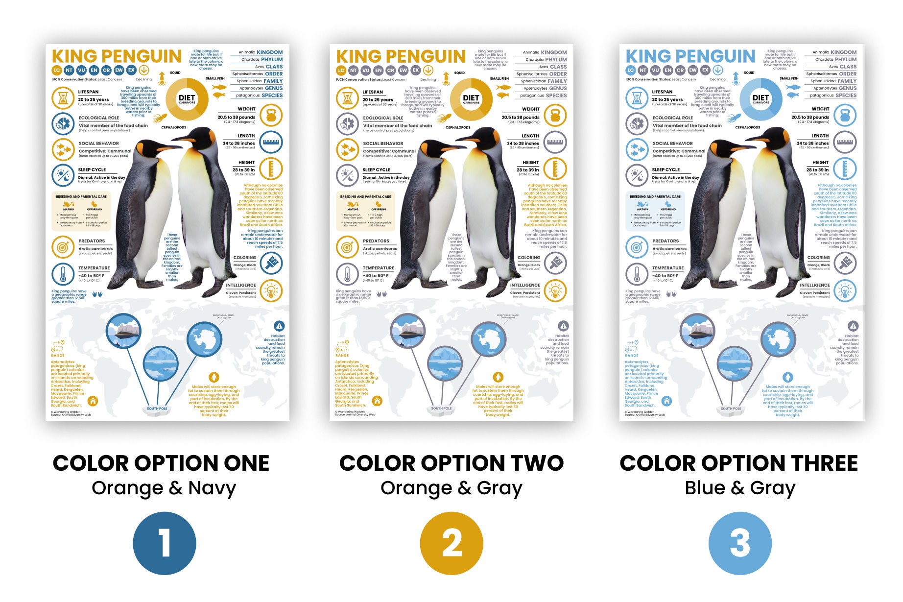 King Penguin Poster | Wildlife Animal Infographic | Conservation ...