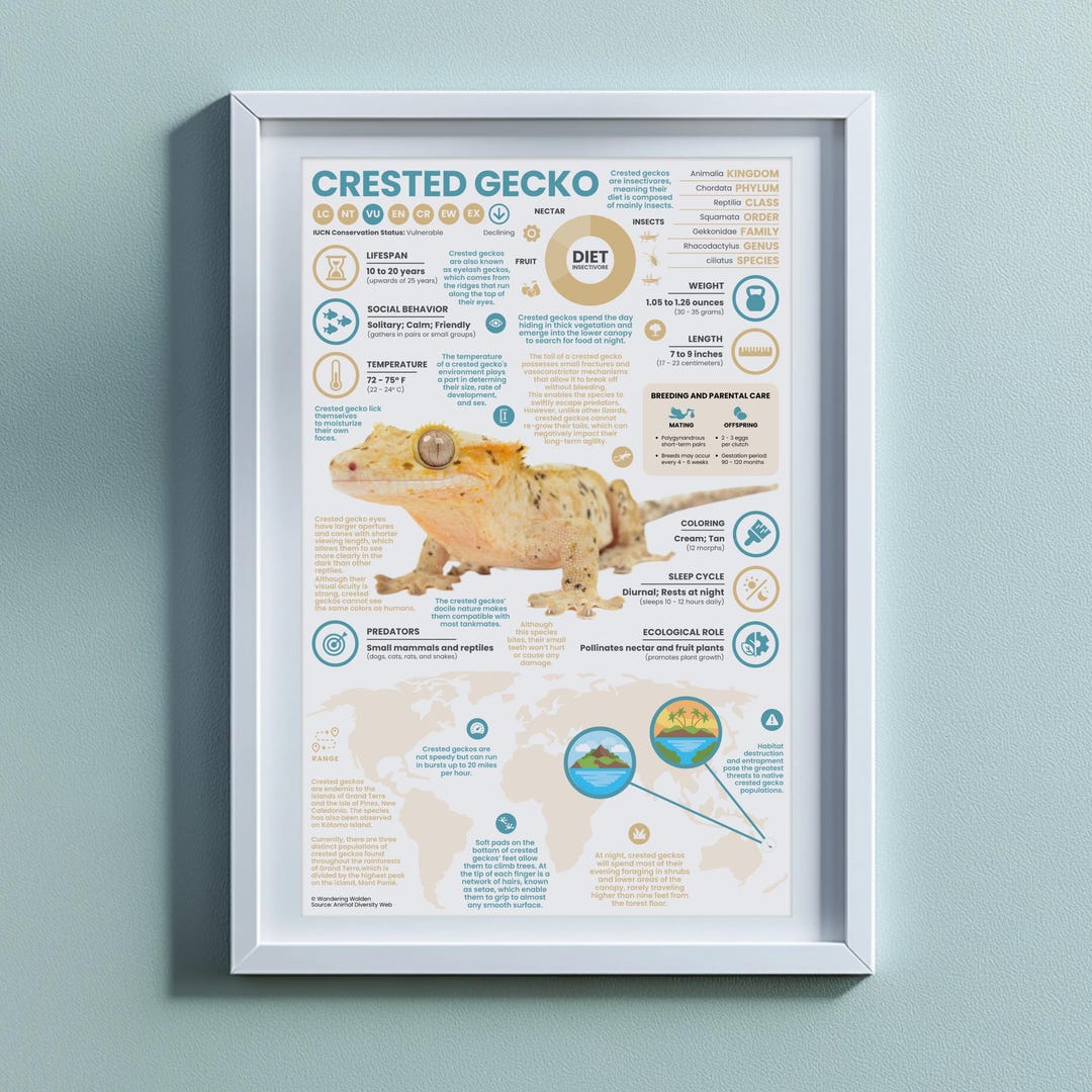 Crested Gecko Poster | 11" X 17" Animal Infographic Print - Etsy