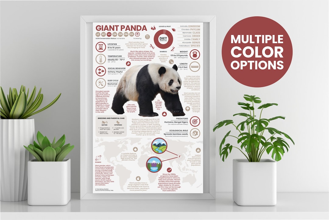 Giant Panda Poster | Wildlife Animal Infographic | Conservation ...