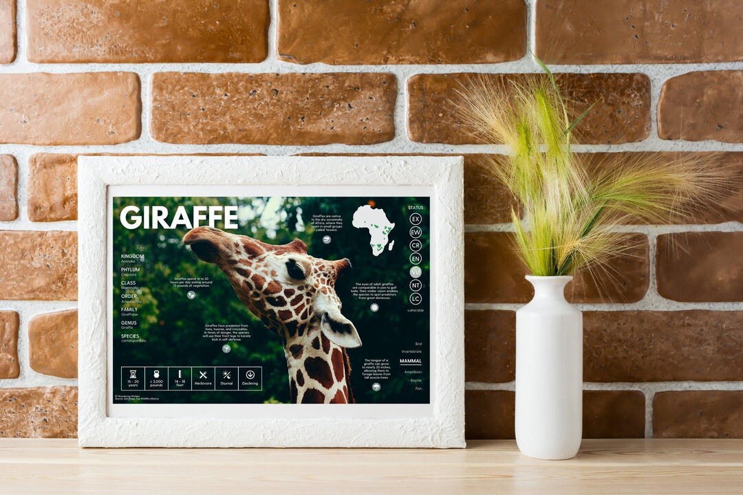 Giraffe Print | Modern Wildlife Animal Infographic | Conservation ...
