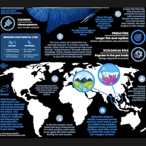 Betta Fish Poster | Wildlife Animal Infographic | Conservation ...