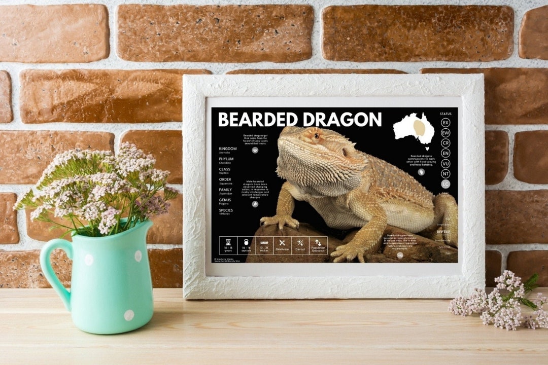 Bearded Dragon Poster | Modern Wildlife Animal Infographic Print ...