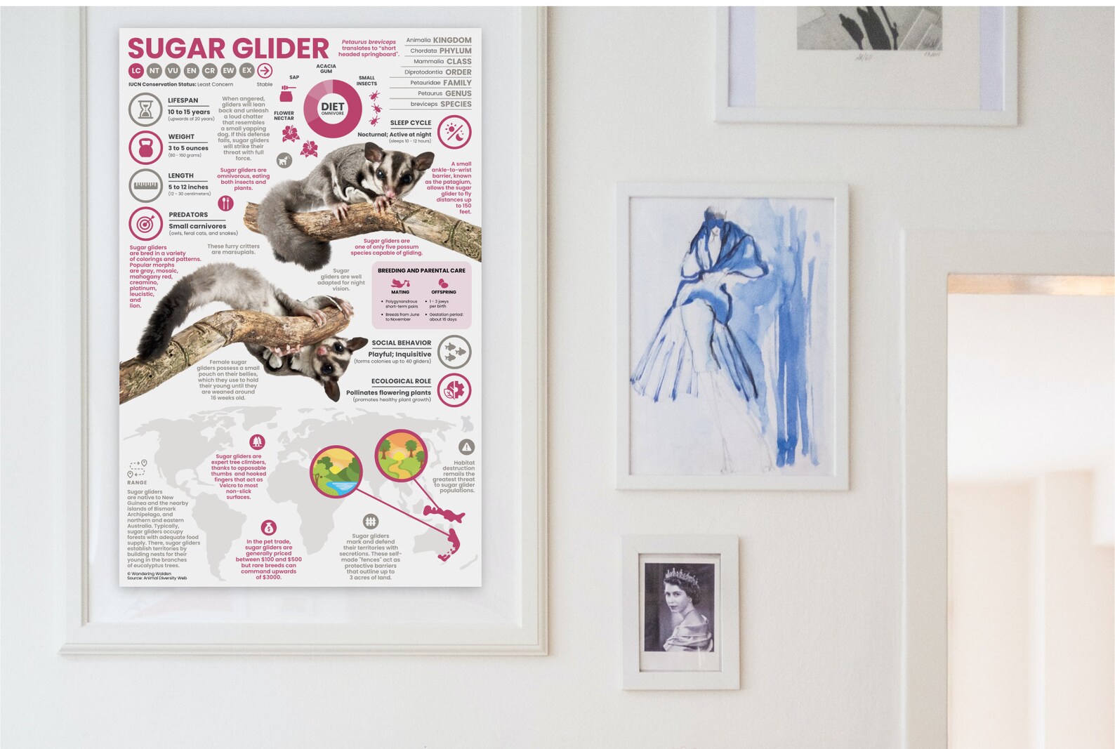 Sugar Glider Poster Animal Infographic Conservation - Etsy