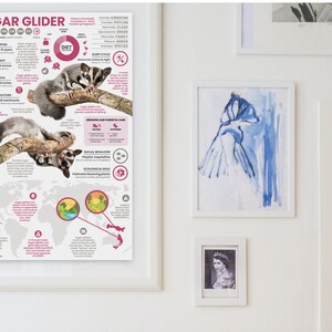 Sugar Glider Poster Animal Infographic Conservation - Etsy