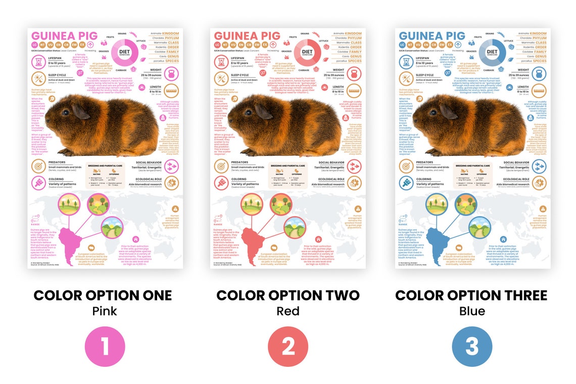 Guinea Pig Poster | Animal Infographic | Conservation Education (11" X ...