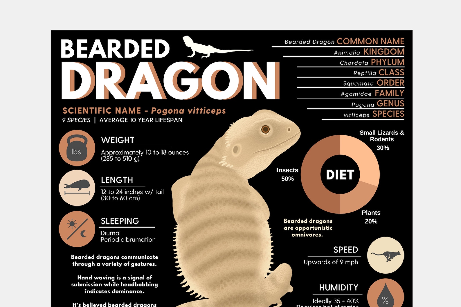Bearded Dragon Print Animal Infographic Poster Ft. Original - Etsy