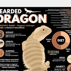 Bearded Dragon Print | Animal Infographic Poster Ft. Original Digital ...