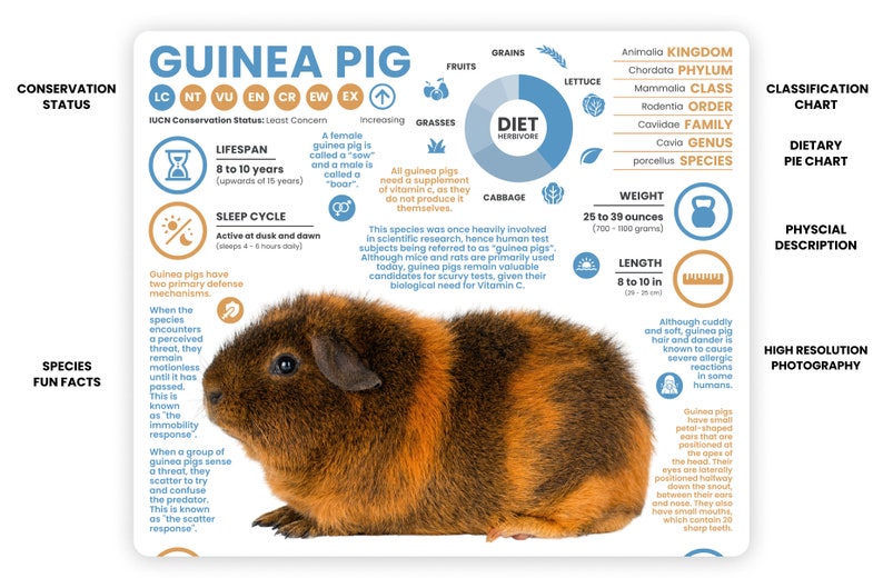 Guinea Pig Poster Animal Infographic Conservation - Etsy