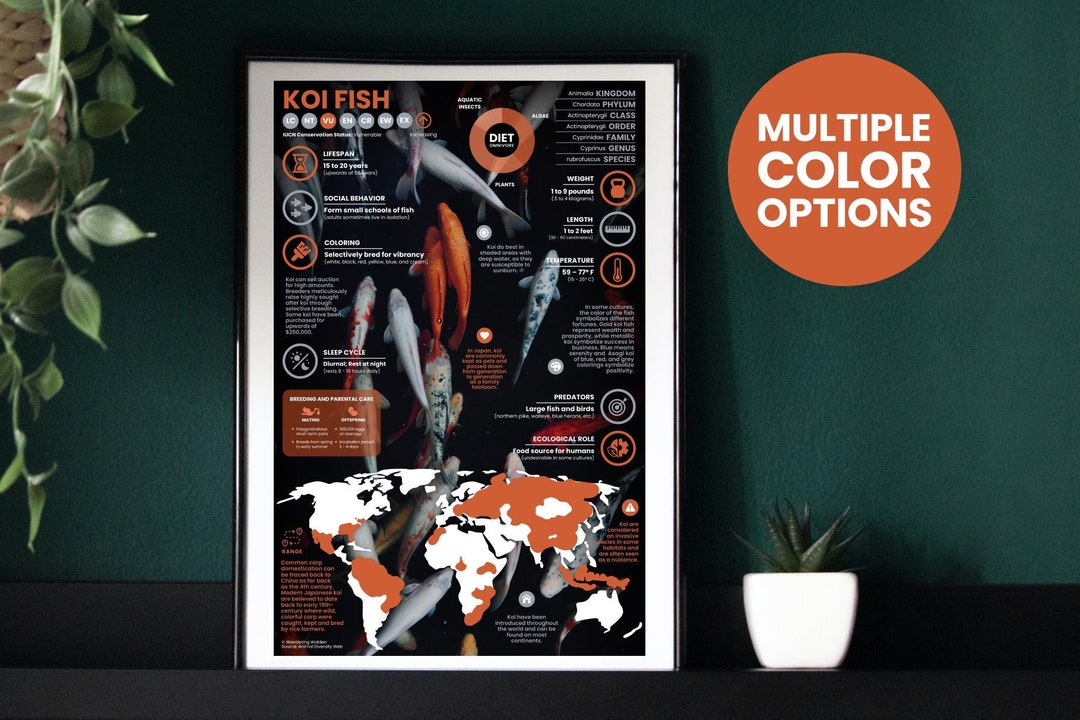 Koi Fish Poster | Aquatic Animal Infographic | Conservation Education ...