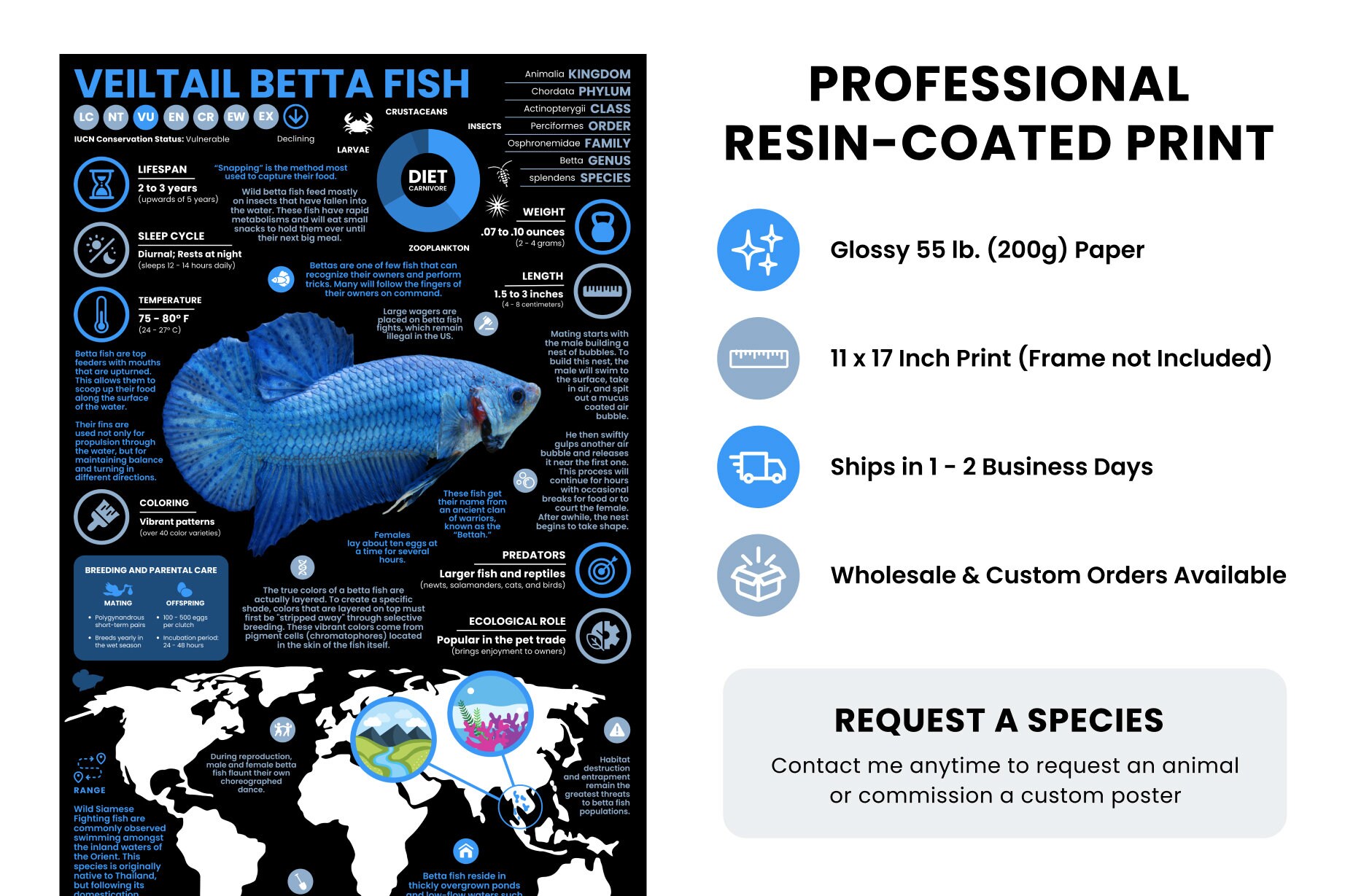Betta Fish Poster Wildlife Animal Infographic Conservation - Etsy