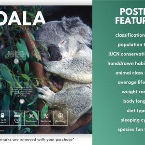 Koala Poster | Modern Wildlife Animal Infographic Print | Conservation ...