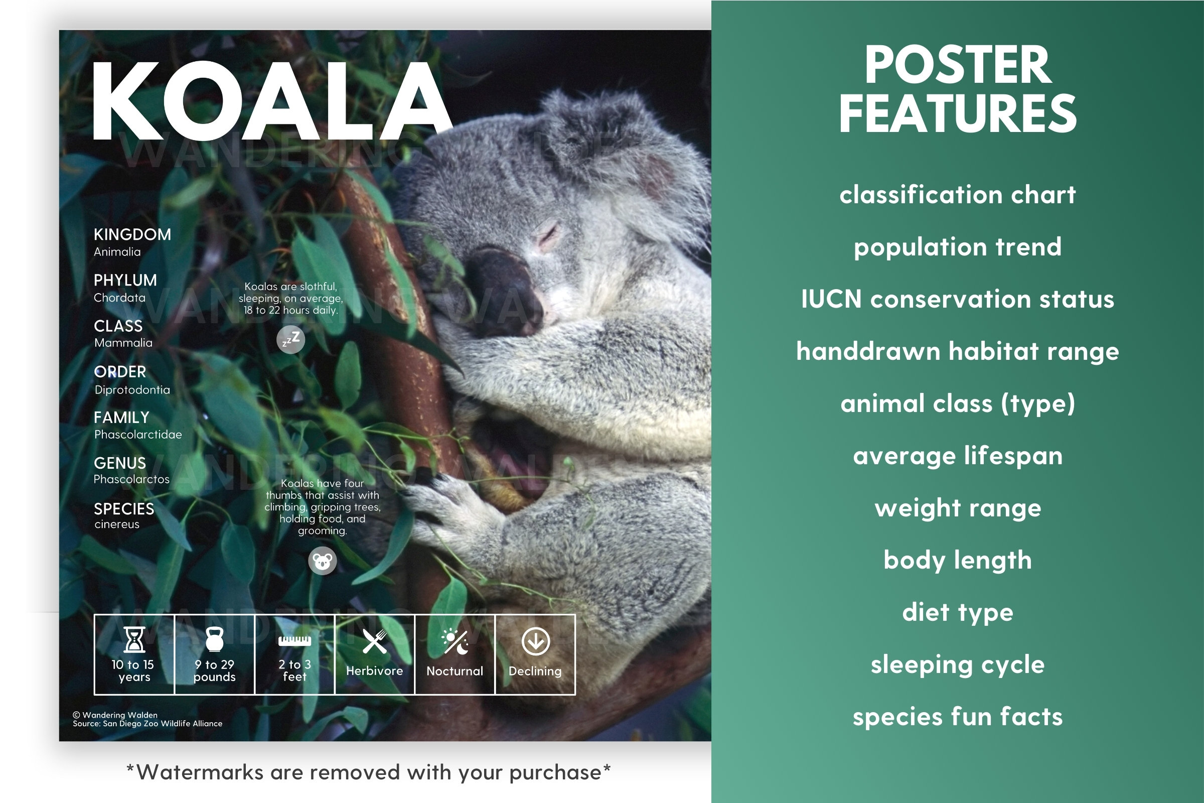 Koala Weight Chart