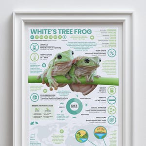 White's Tree Frog Poster | 11" X 17" Animal Infographic Print - Etsy