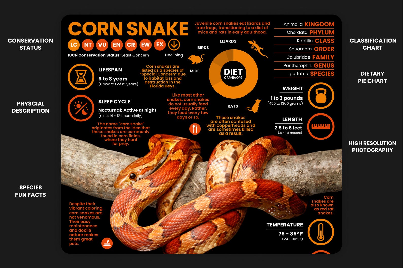 Corn Snake Poster Reptile Infographic Conservation - Etsy