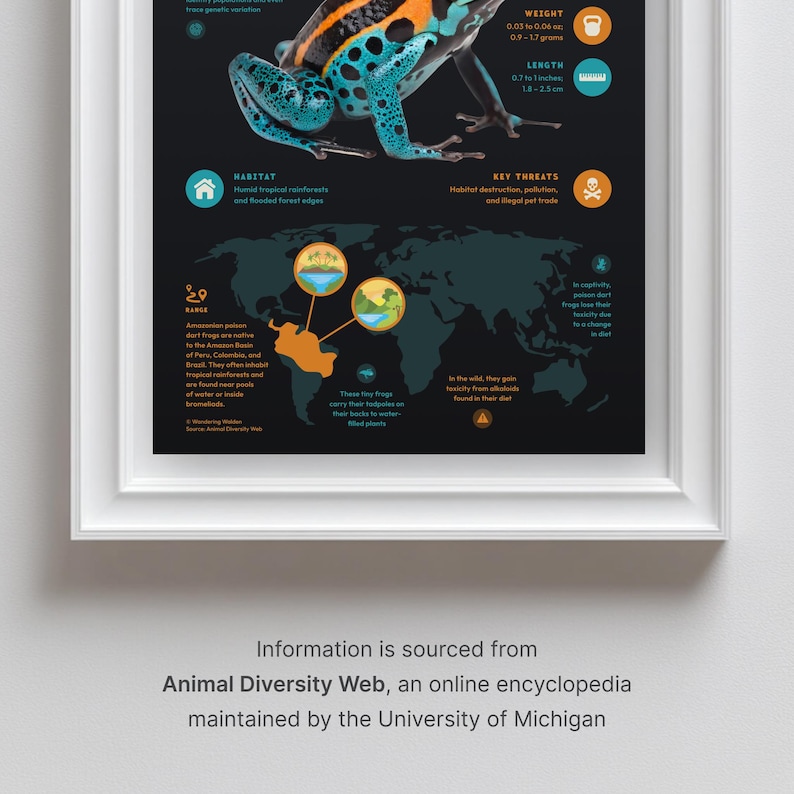 Poison Dart Frog Poster | 11" X 17" Animal Infographic Print - Etsy